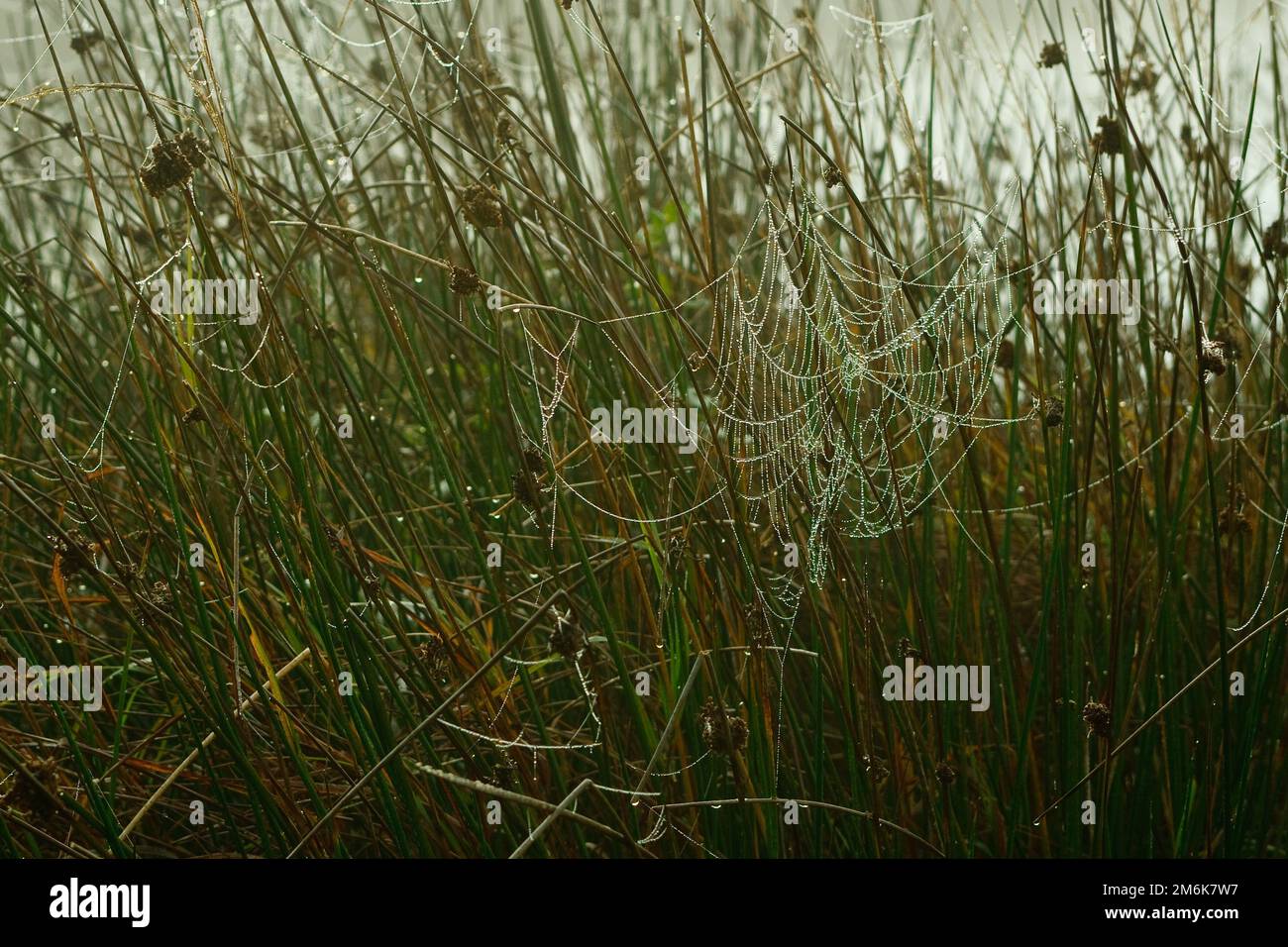 High moor hi-res stock photography and images - Alamy