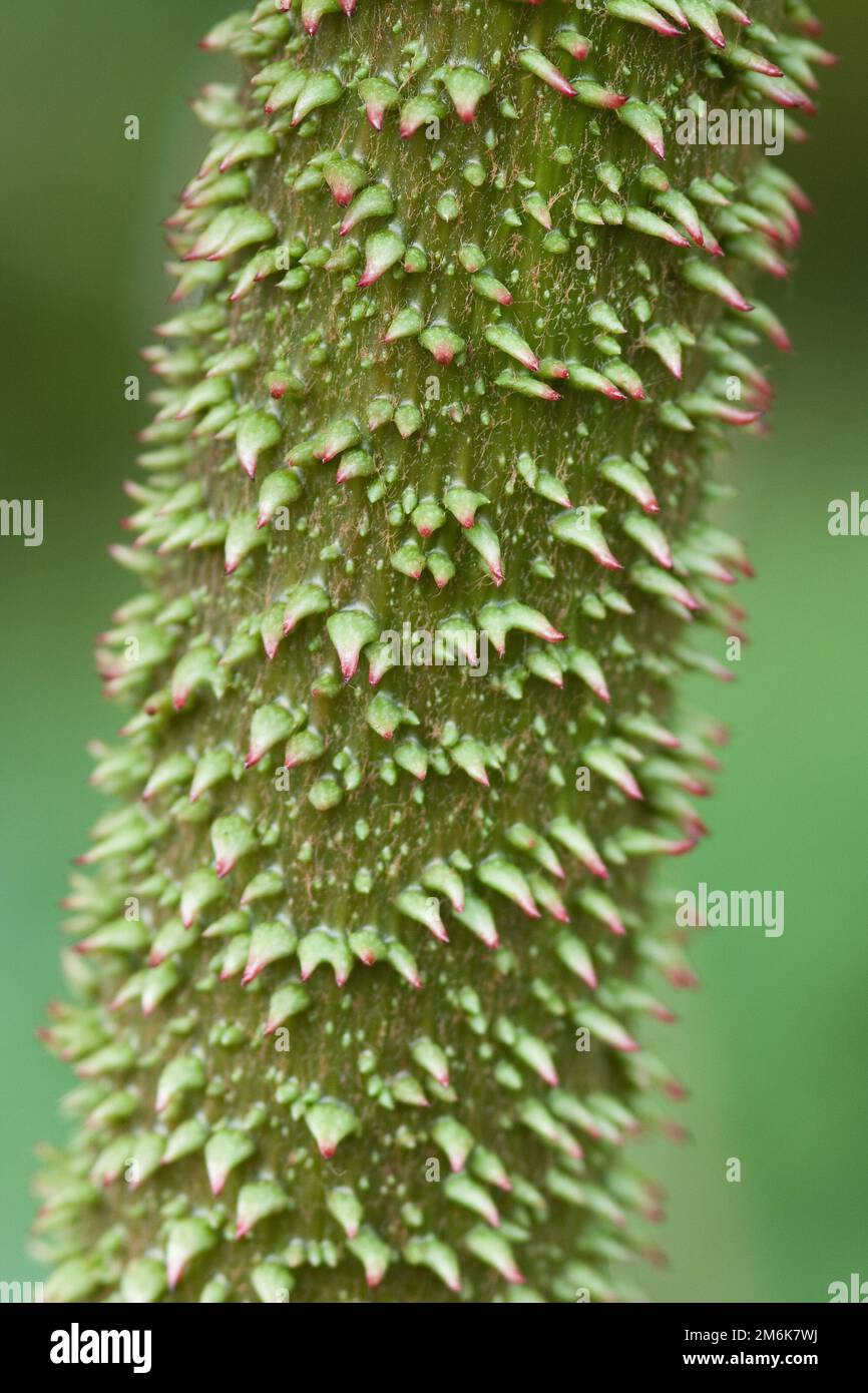 Gunnerales hi-res stock photography and images - Alamy