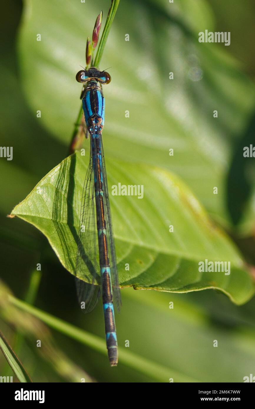 Common blue damselfly Stock Photo - Alamy