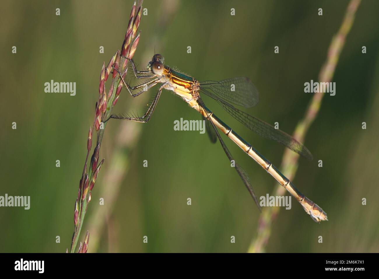 Emerald damselfly - common spreadwing Stock Photo - Alamy