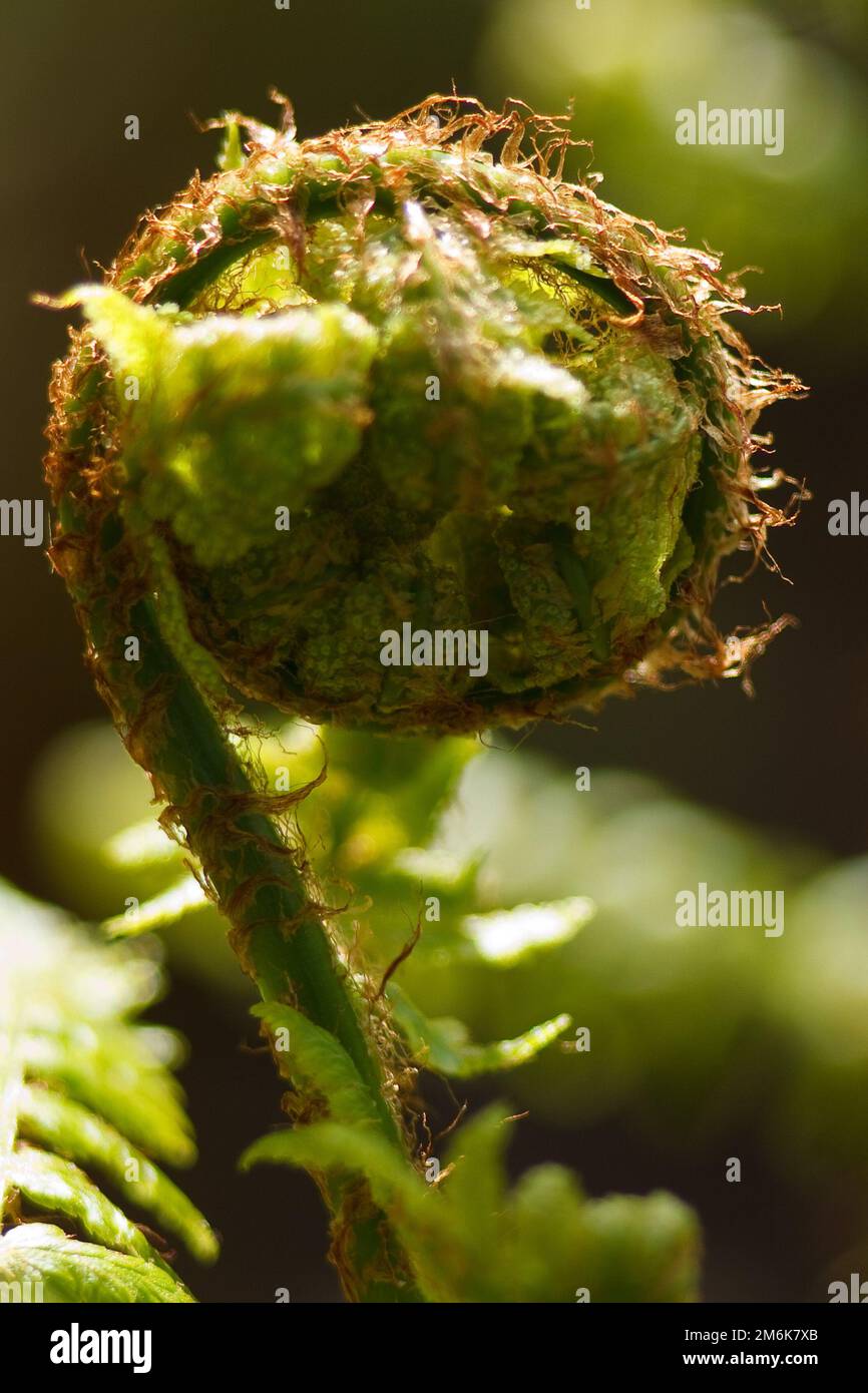 Garden fern dryopteris wood hi-res stock photography and images - Alamy