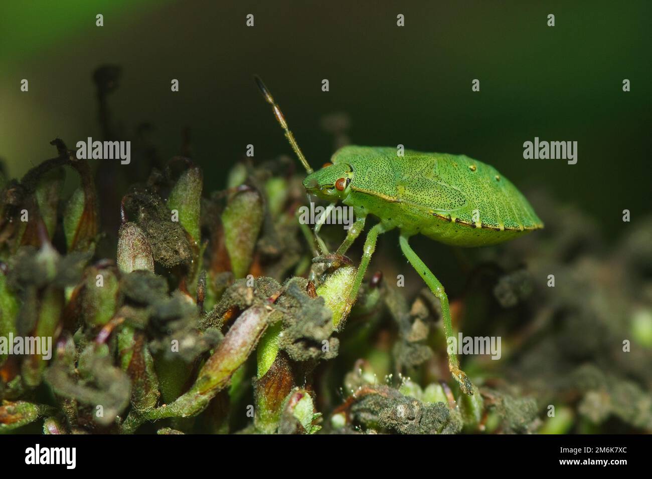 Green stink bug - green shield bug Stock Photo - Alamy