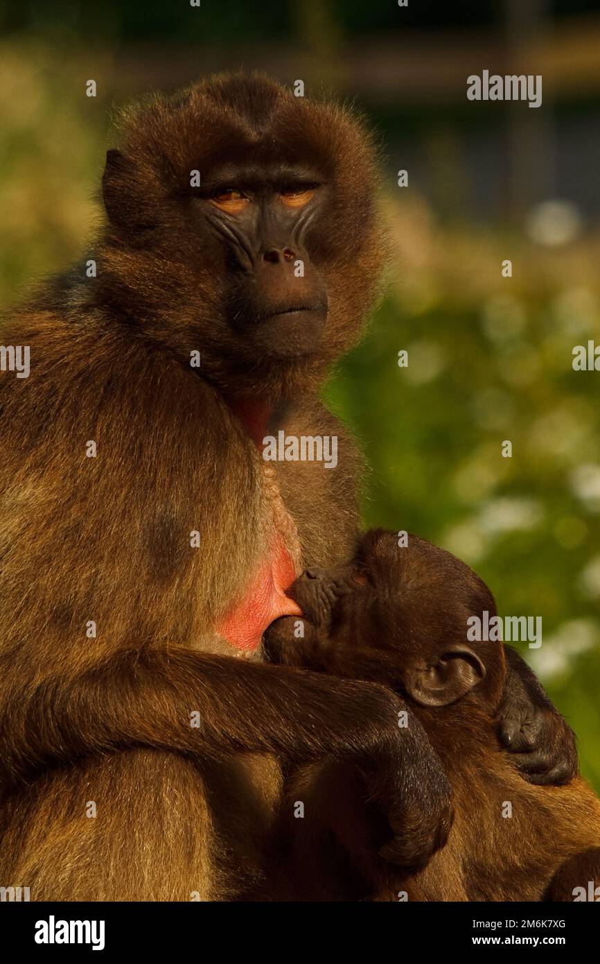 Gelada baboon - Theropithecus gelada Stock Photo - Alamy