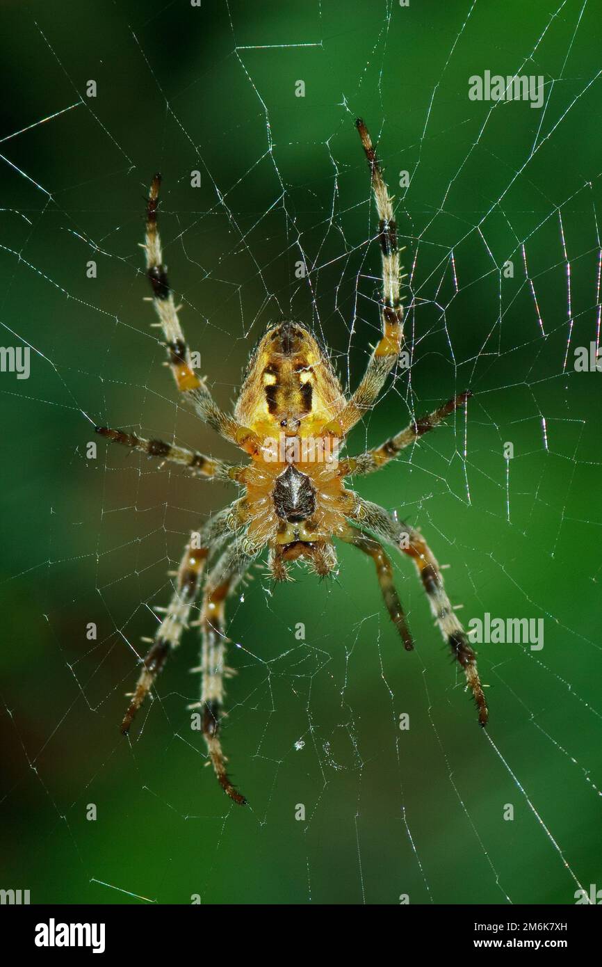 Cross spider - Araneus diadematus Stock Photo - Alamy