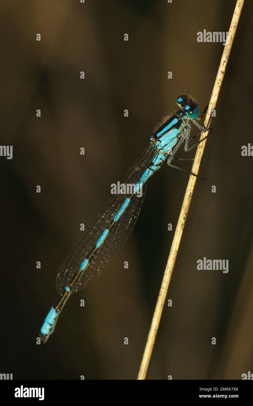 Common blue damselfly Stock Photo - Alamy