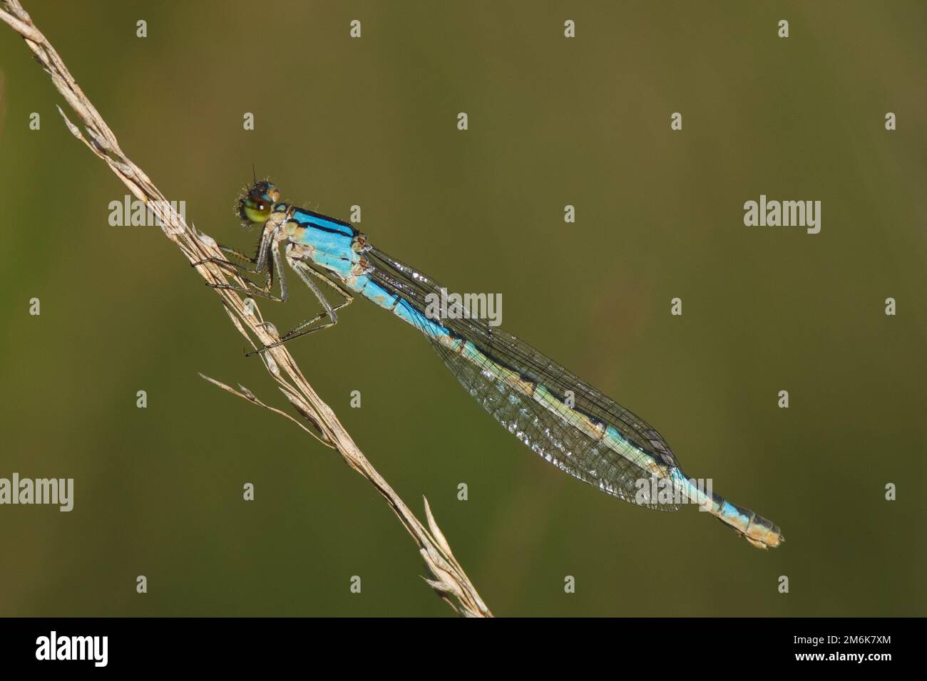 Common blue damselfly Stock Photo - Alamy