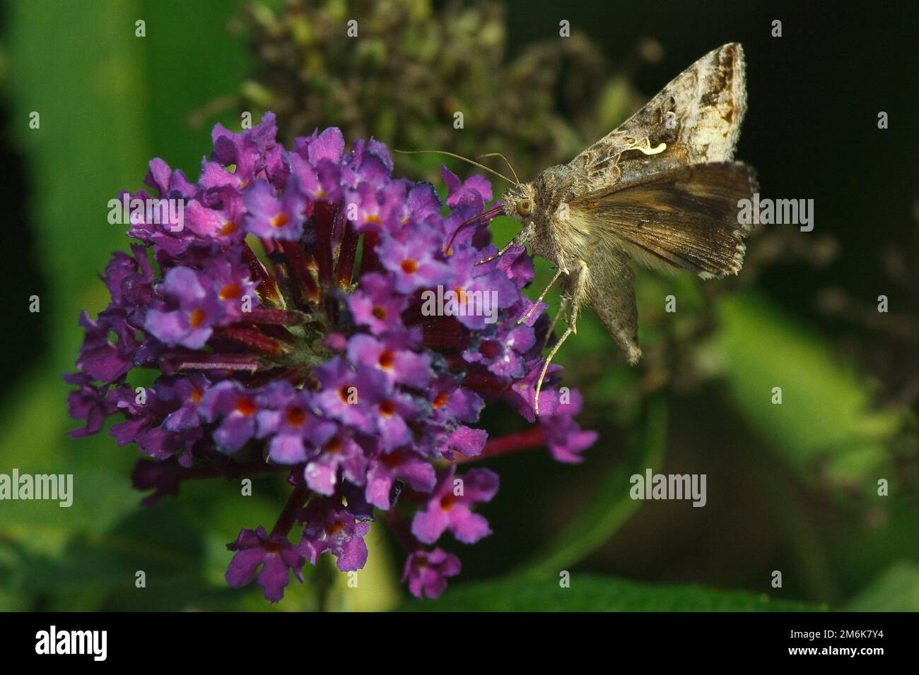 Gammafly - Autographa gamma Stock Photo - Alamy