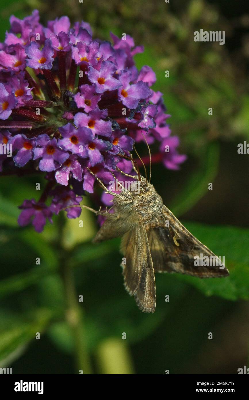 Gammafly - Autographa gamma Stock Photo - Alamy