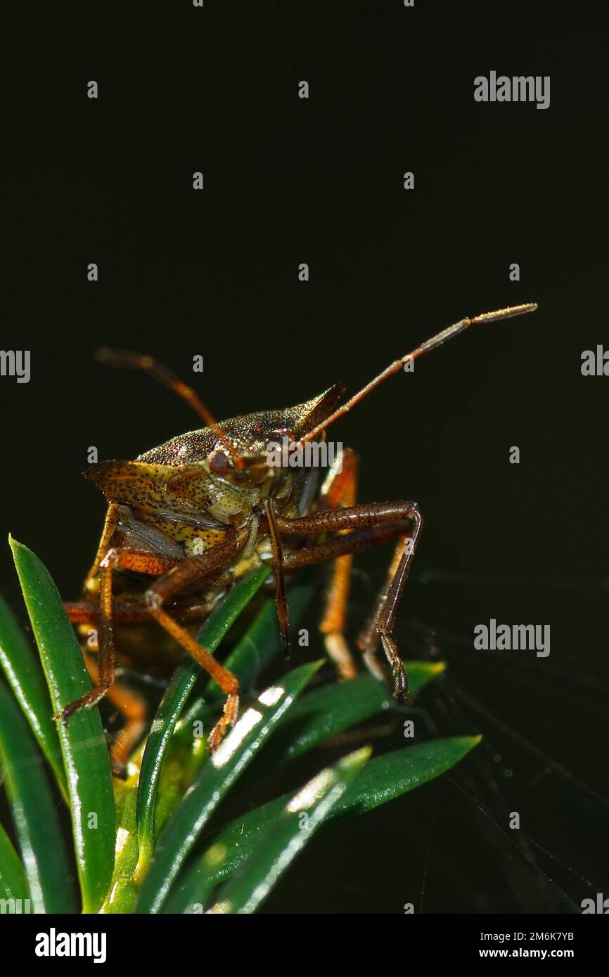 Forest bug - shield bug Stock Photo - Alamy