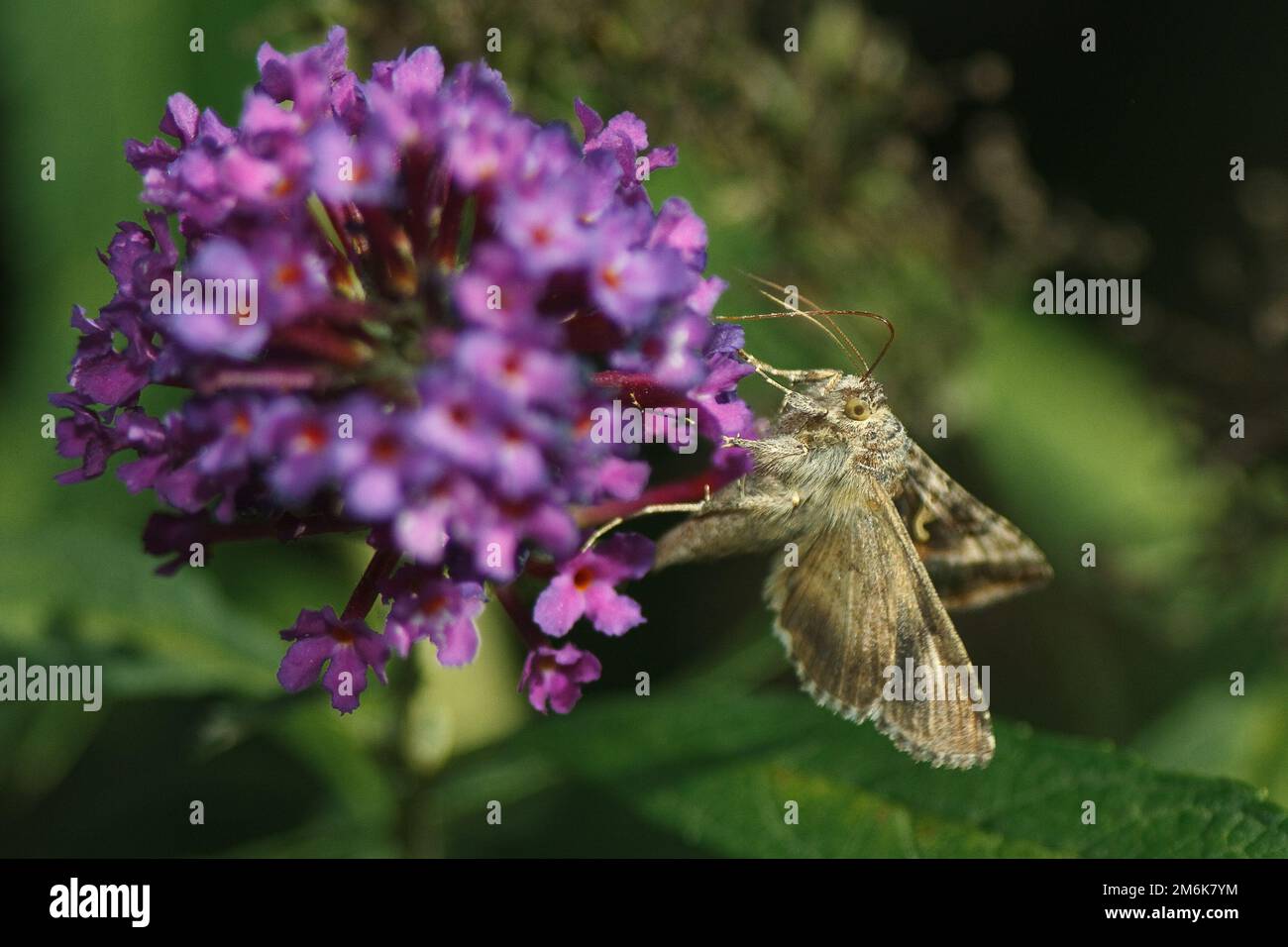 Gammafly - Autographa gamma Stock Photo - Alamy