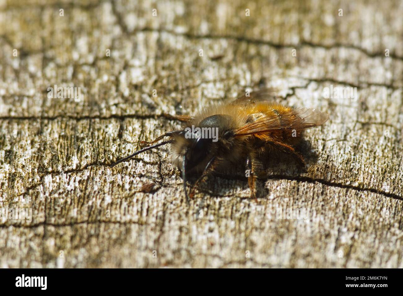 Mason bee osmia bicornis hi-res stock photography and images - Alamy