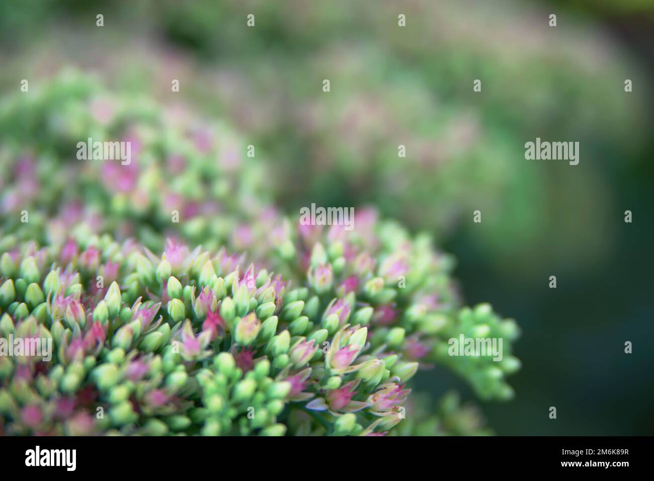 Sedum spectabile Iceberg plant - macro photo of a flower Stock Photo ...