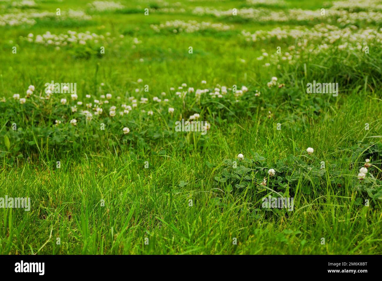 Green grass field texture with clover flowers Stock Photo - Alamy
