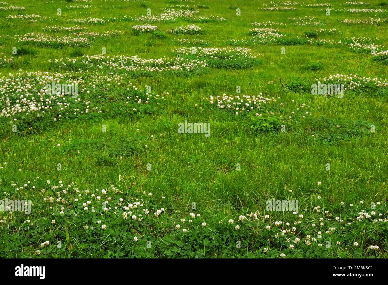 Green grass field texture with clover flowers Stock Photo - Alamy