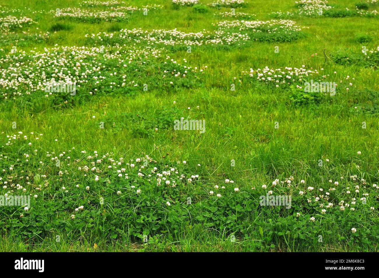 Green grass field texture with clover flowers Stock Photo - Alamy