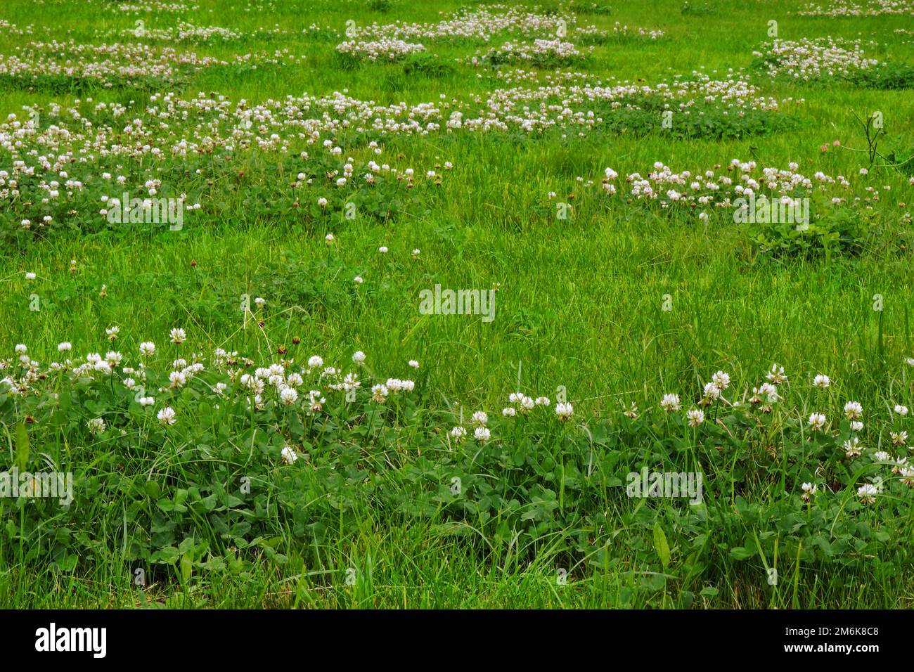 Texture clover flower hi-res stock photography and images - Alamy