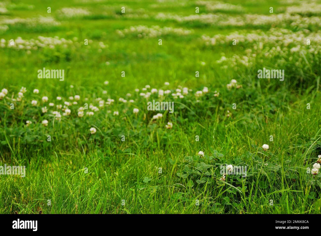 Green grass field texture with clover flowers Stock Photo - Alamy