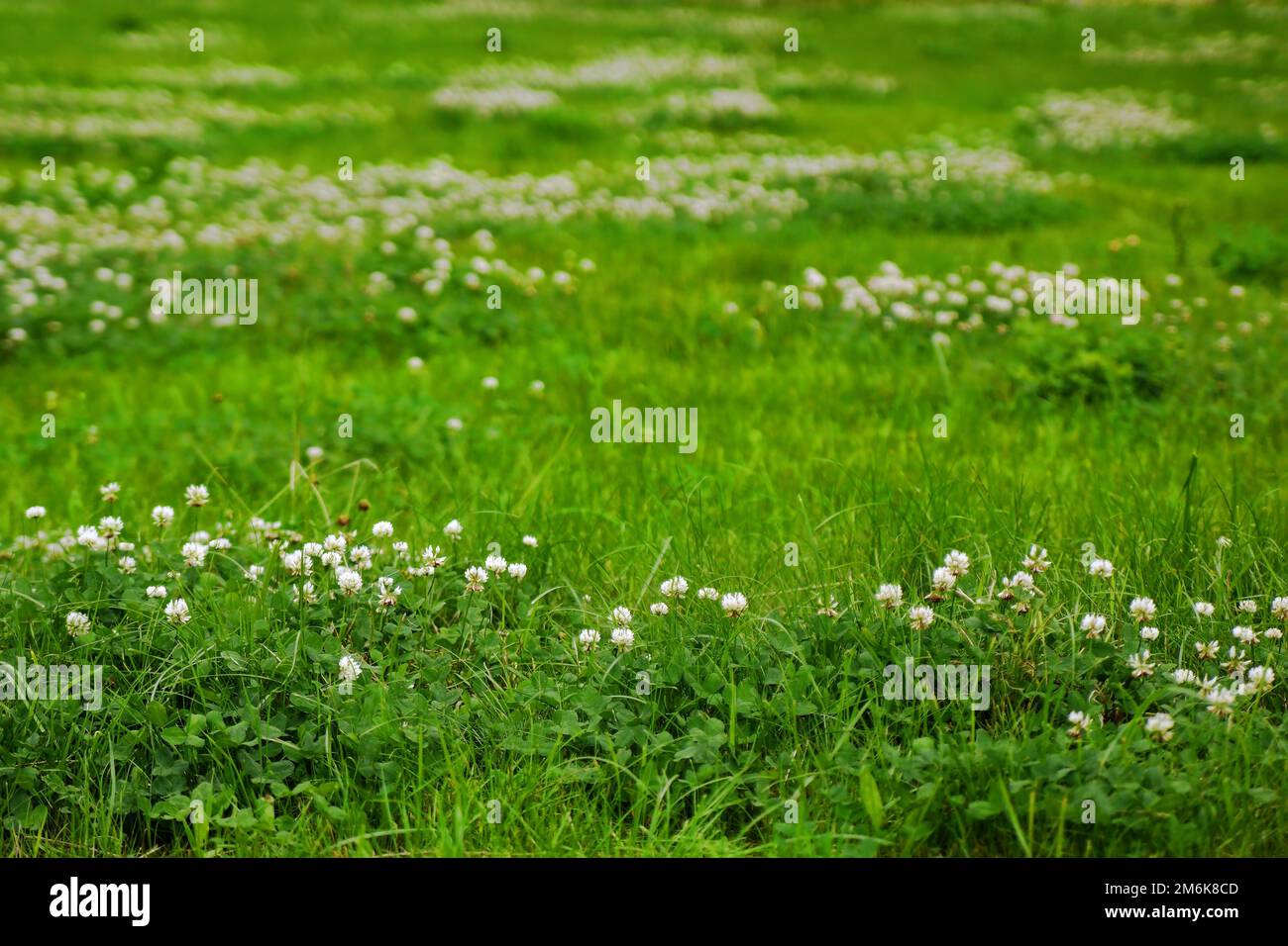 Texture grass field hi-res stock photography and images - Alamy
