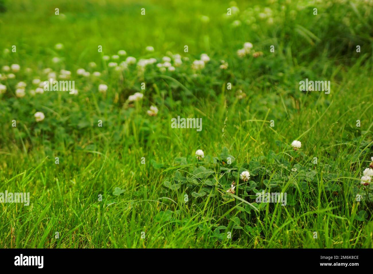 Green grass field texture with clover flowers Stock Photo - Alamy