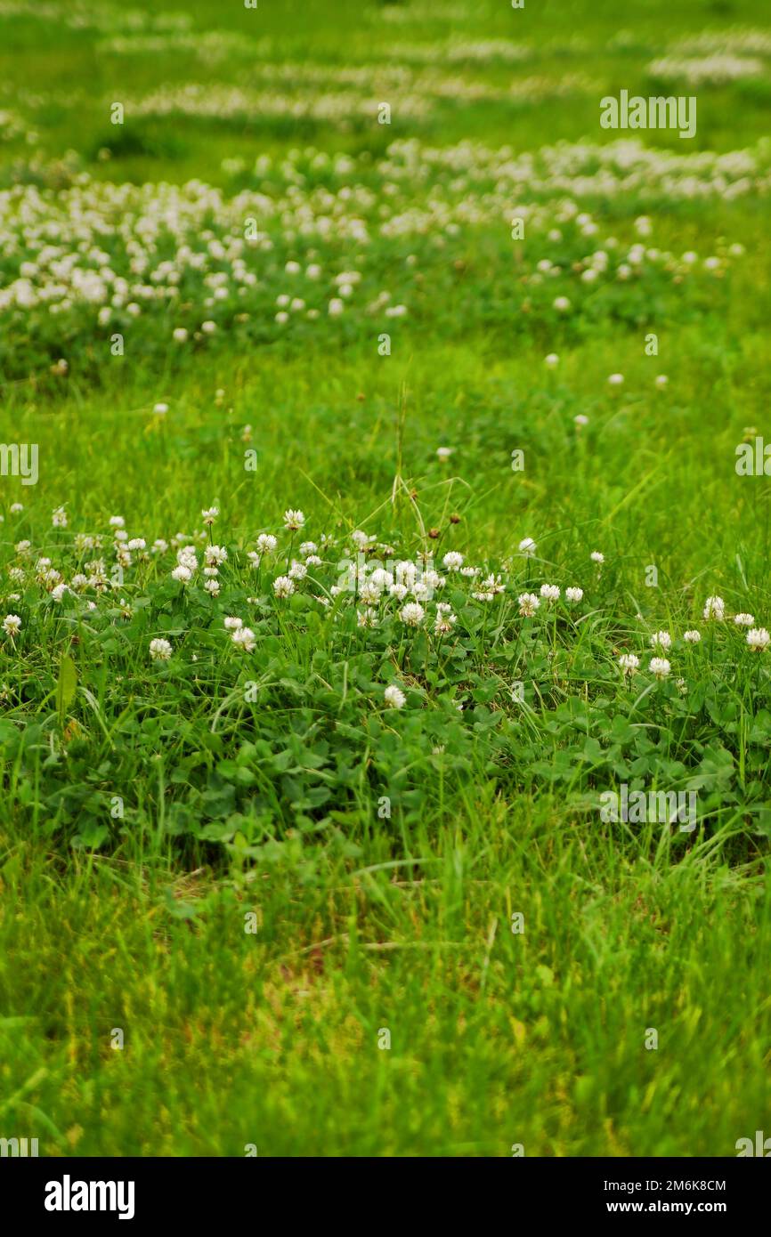 Green grass field texture with clover flowers Stock Photo - Alamy