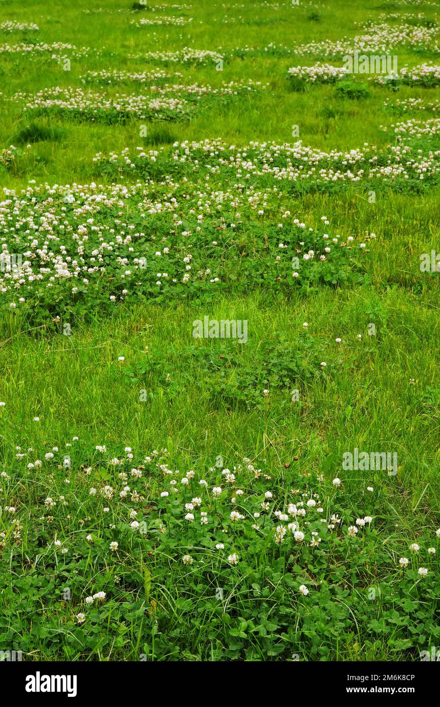 Green grass field texture with clover flowers Stock Photo - Alamy