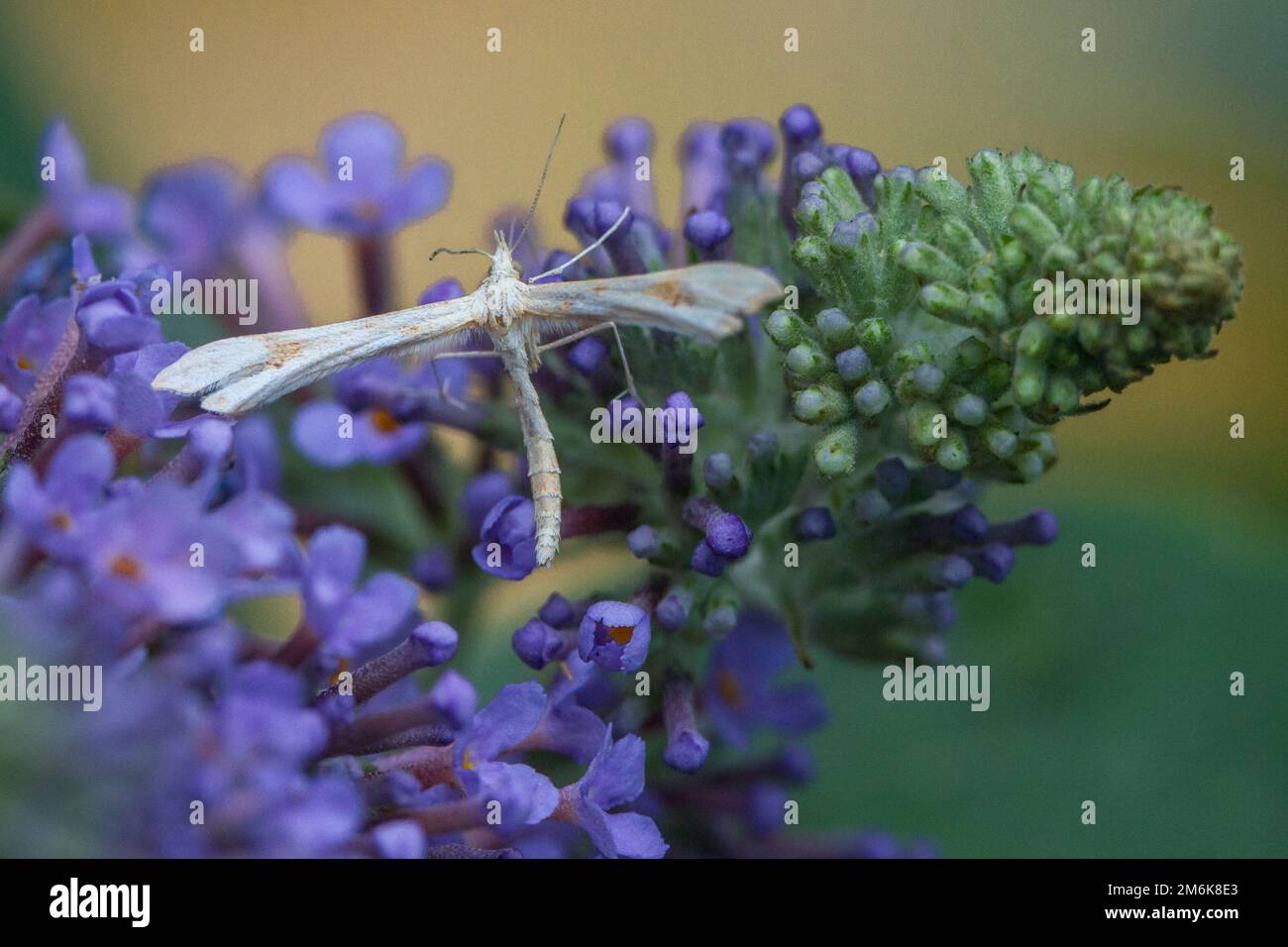 Plume moth - Platyptila gonodactyla Stock Photo - Alamy