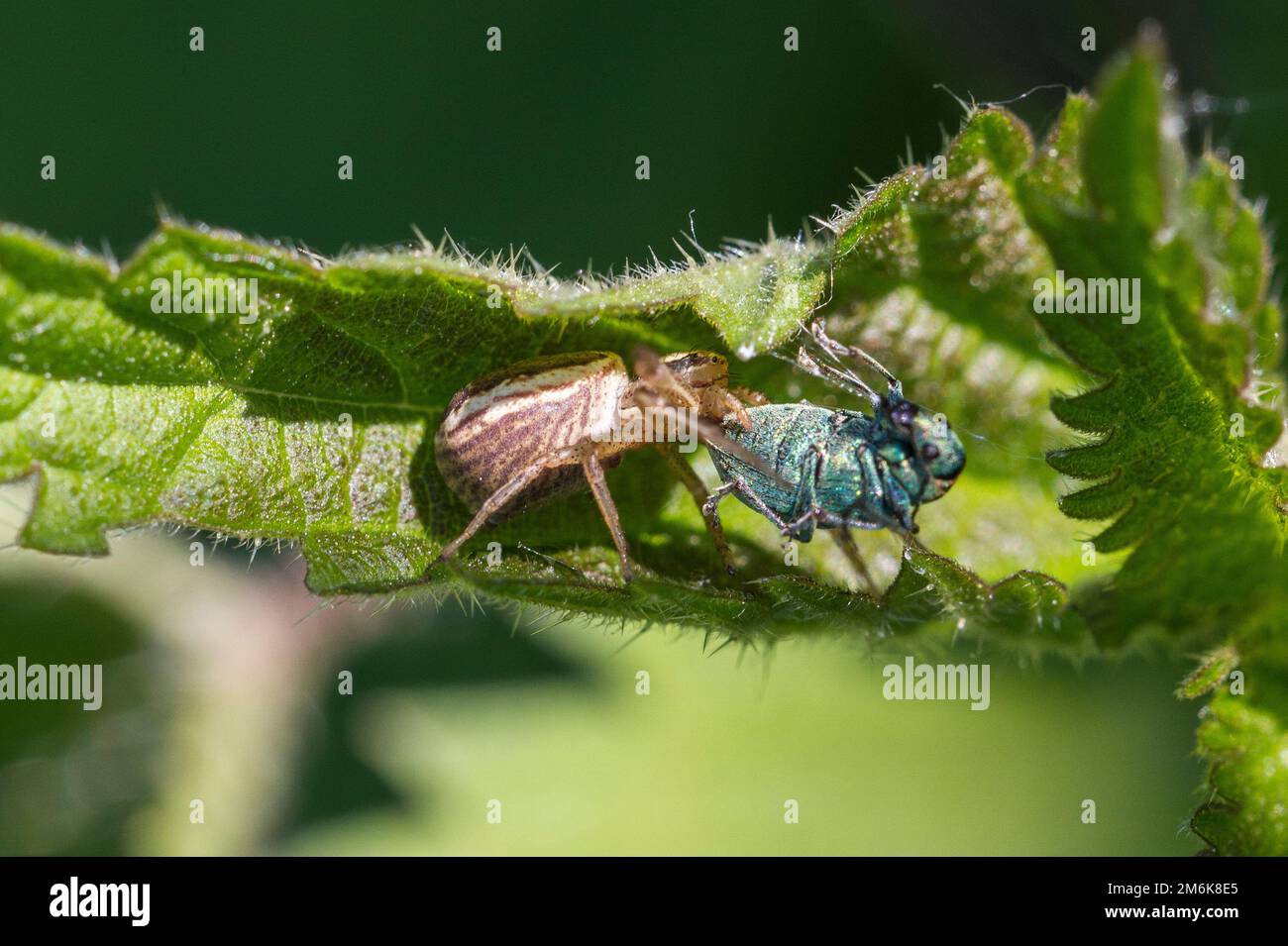 Thomisidae crab spider hi-res stock photography and images - Alamy