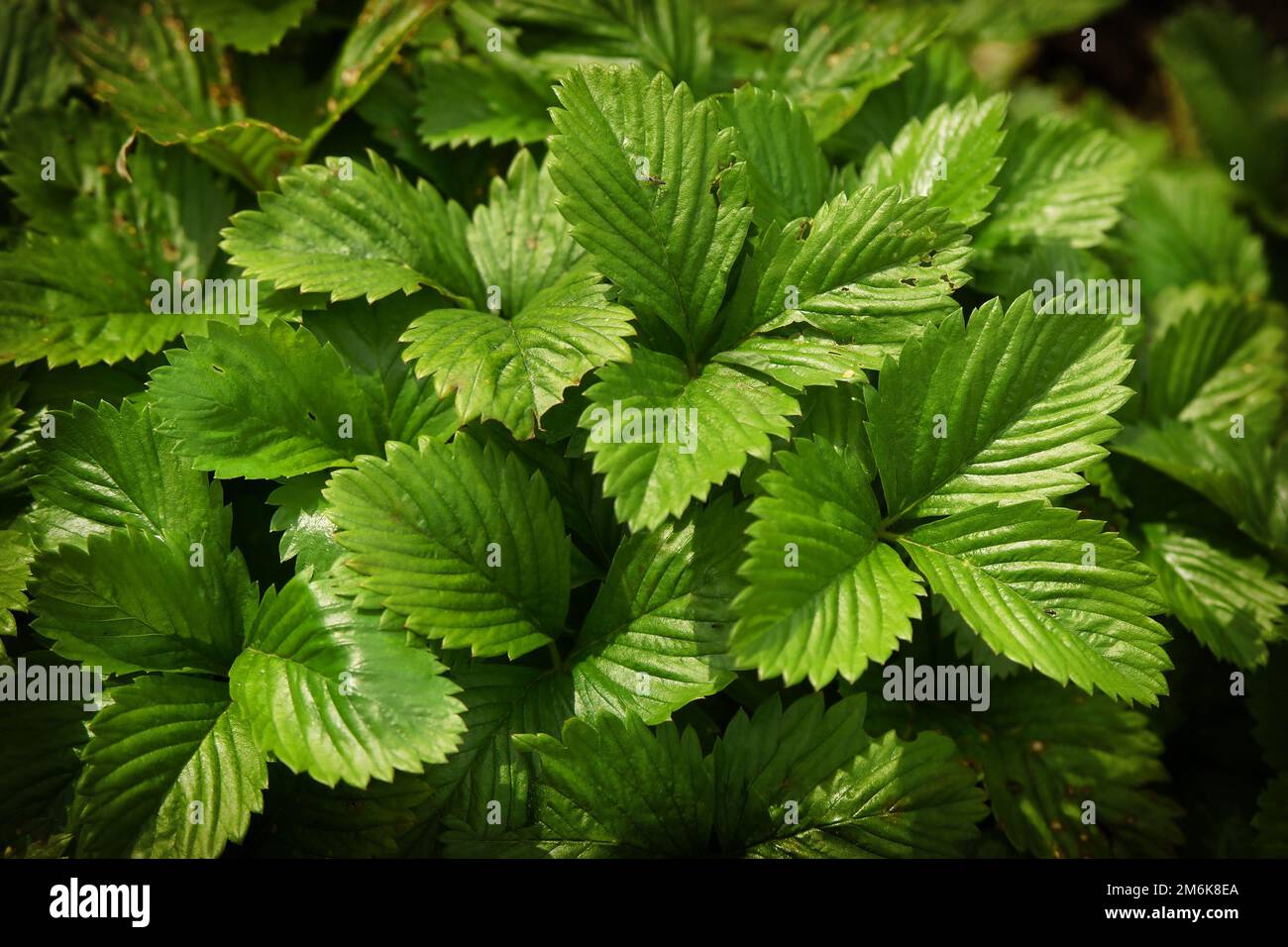 Strawberry leaves green texture Stock Photo - Alamy
