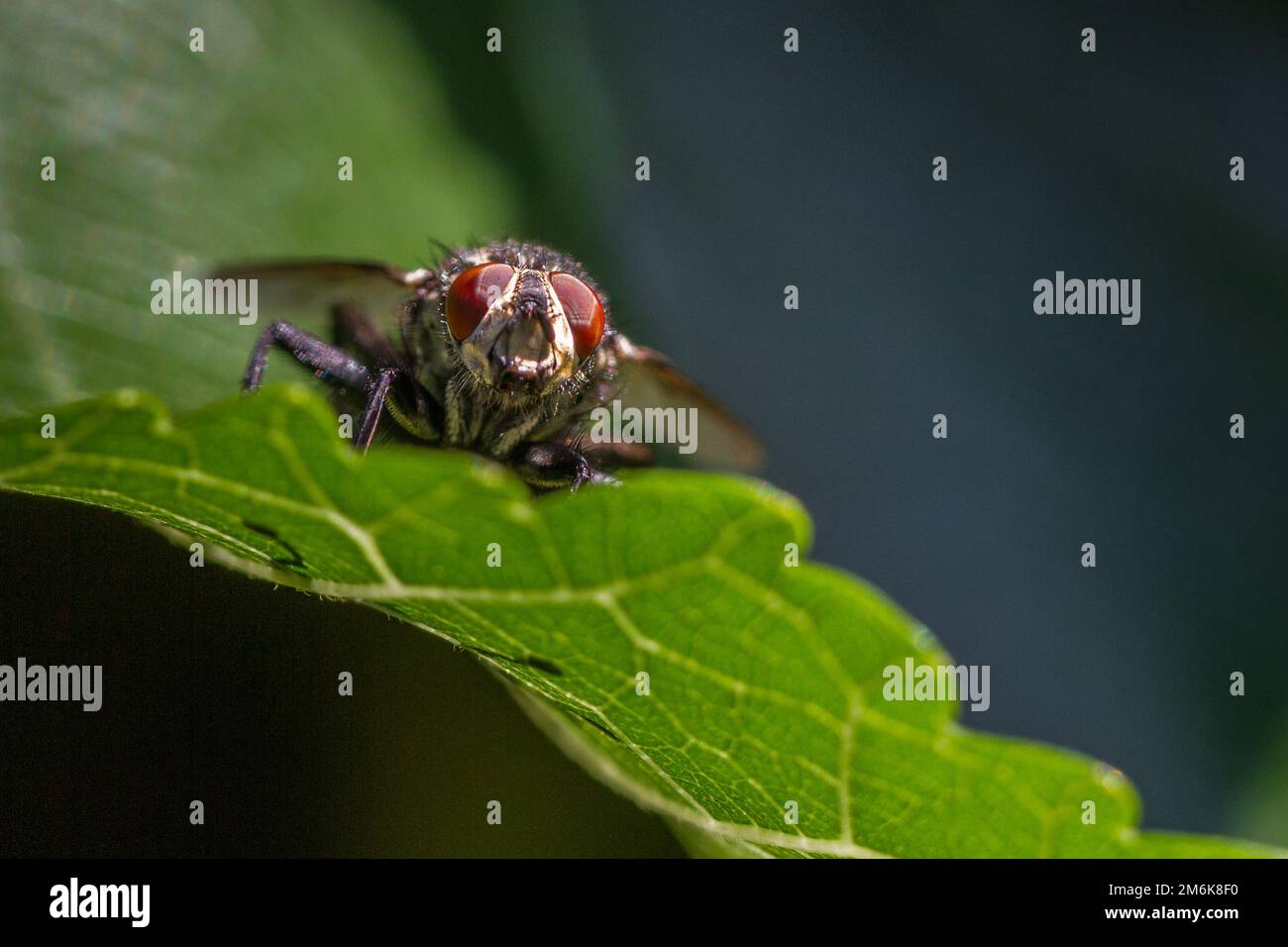 Common flesh fly - Sarcophaga carnaria Stock Photo - Alamy