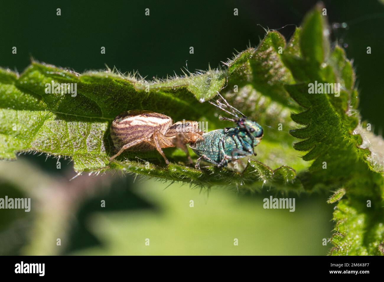 Crab spider - Thomisidae Stock Photo - Alamy
