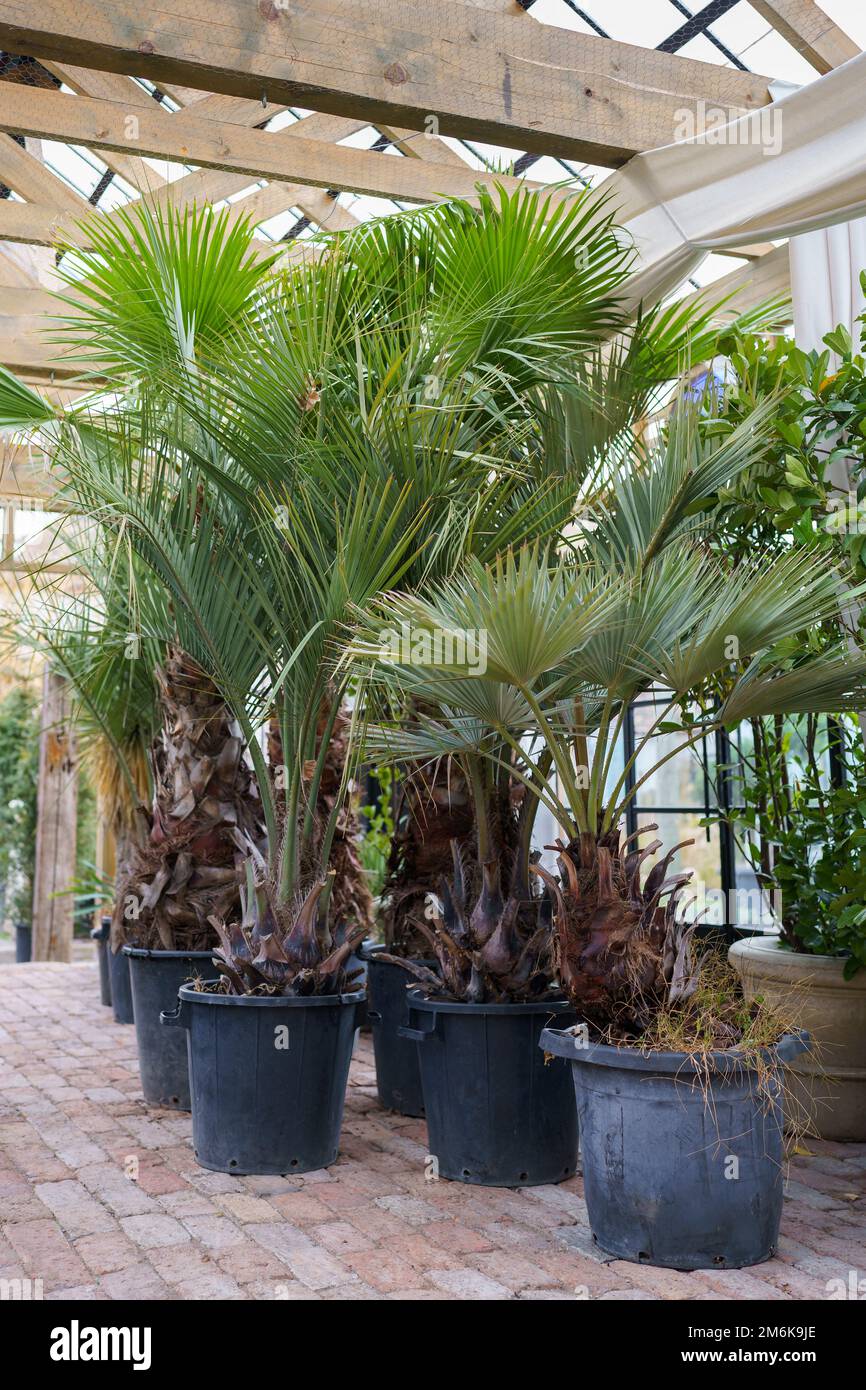 Young exotic Trachycarpus palms trees in plastic pots standing on floor ...