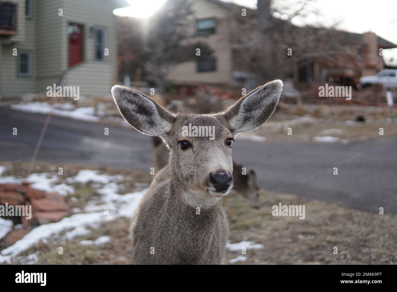 A closeup of a beautiful mule deer wondering around in a dry field ...