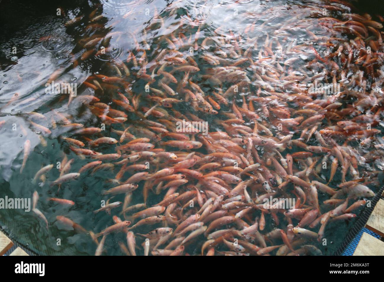 Fish therapy hi-res stock photography and images - Alamy