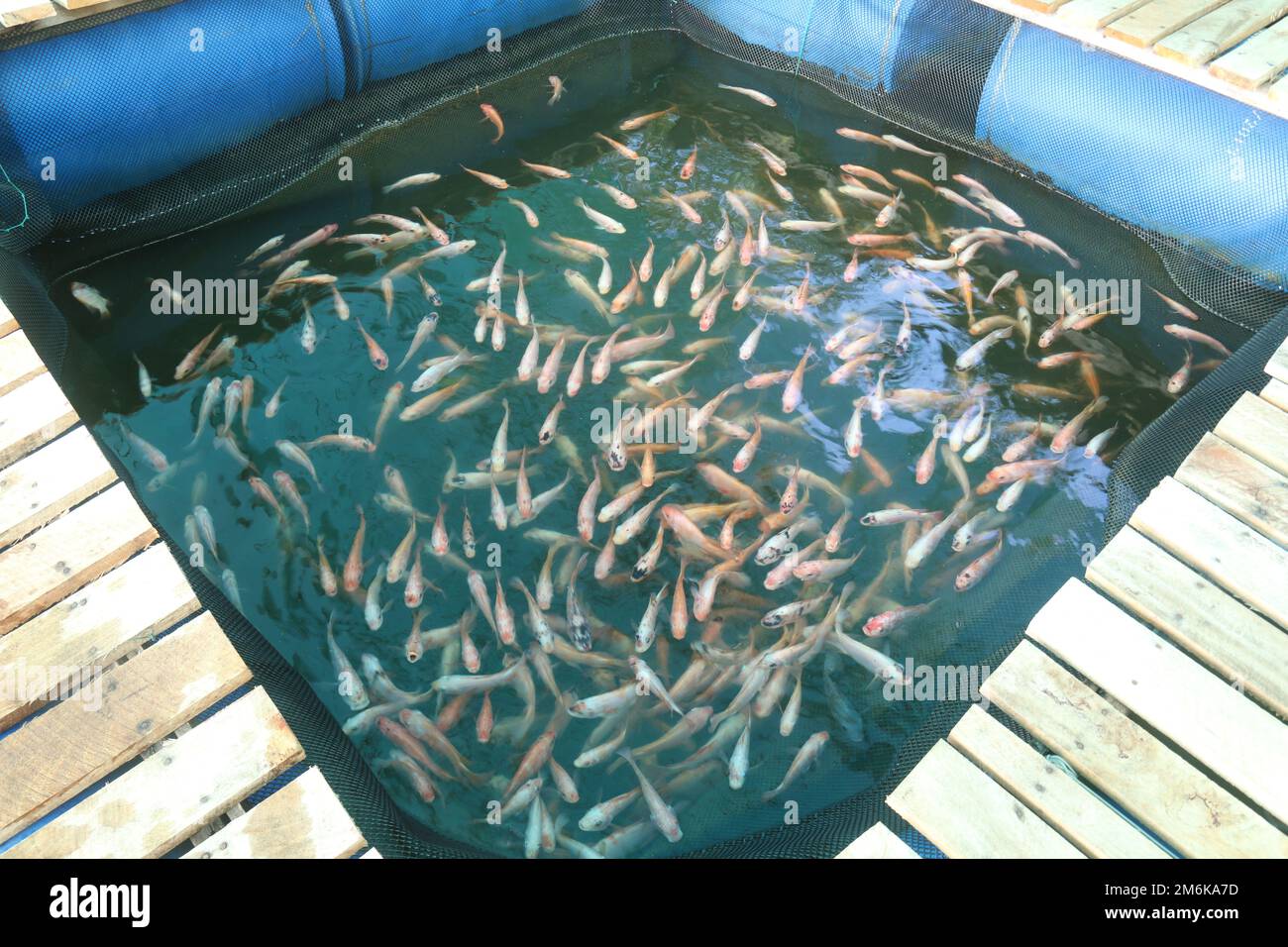 Fish therapy hi-res stock photography and images - Alamy