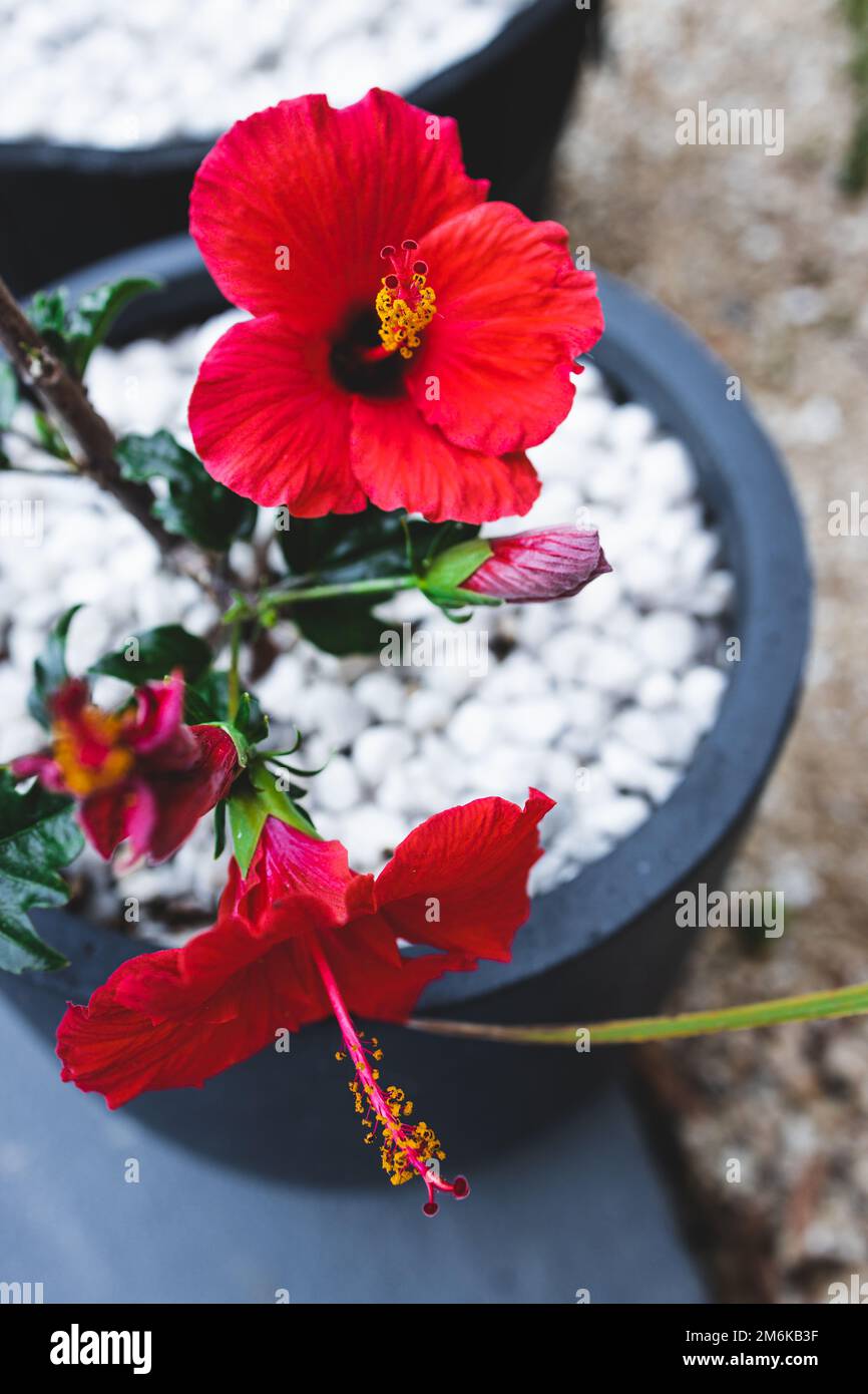 close-up of red hibiscus plant with multiple flowers in black pot ...