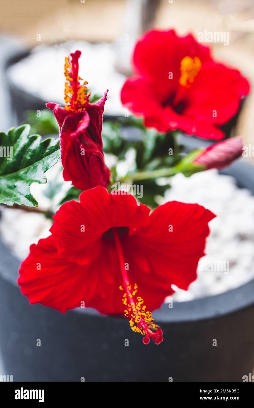 close-up of red hibiscus plant with multiple flowers in black pot ...
