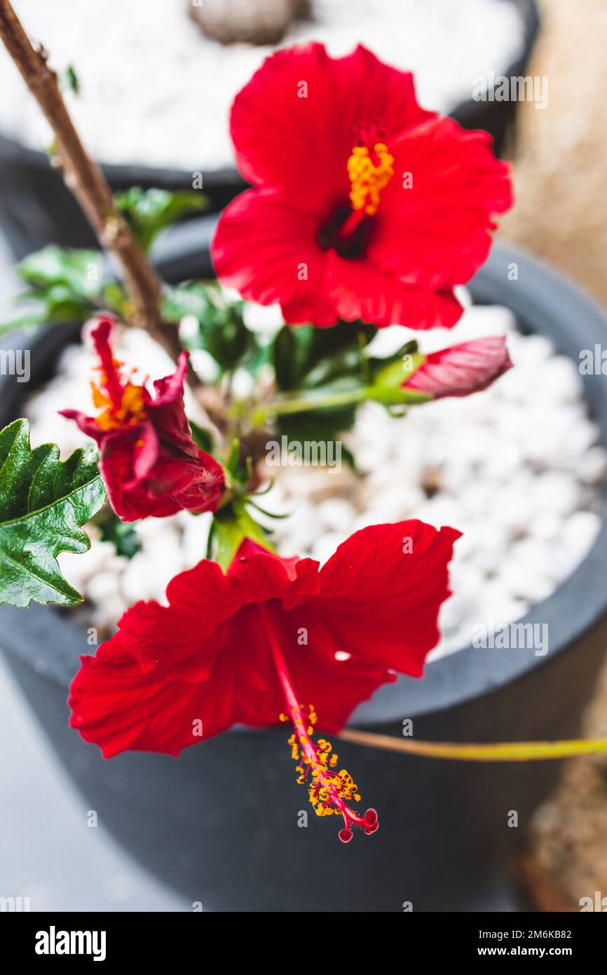 Multiple hibiscus hi-res stock photography and images - Alamy
