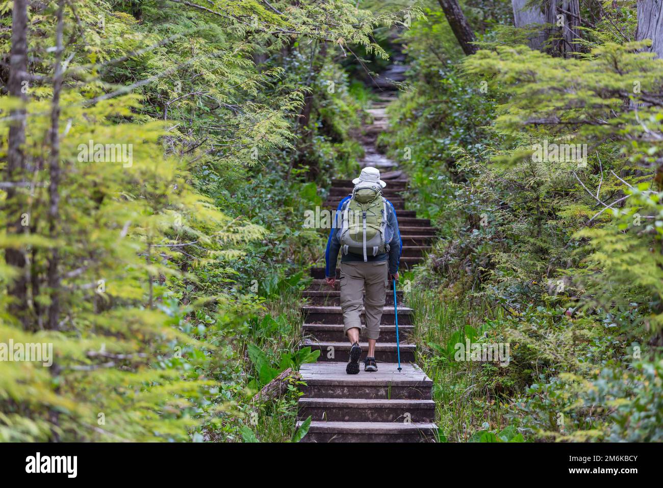 Hike in the forest Stock Photo - Alamy