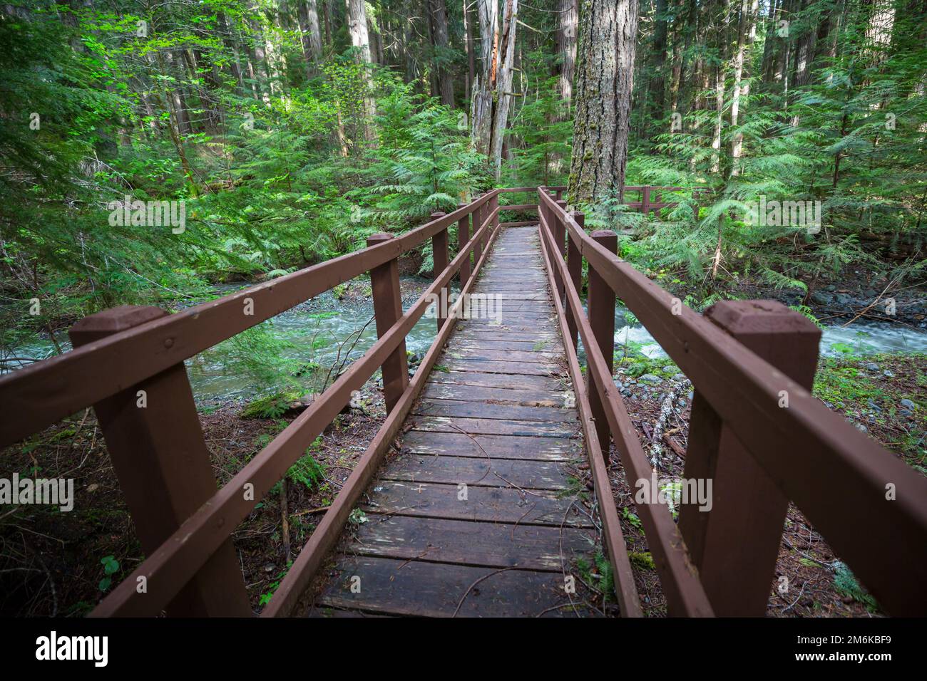 Bridge in forest Stock Photo - Alamy