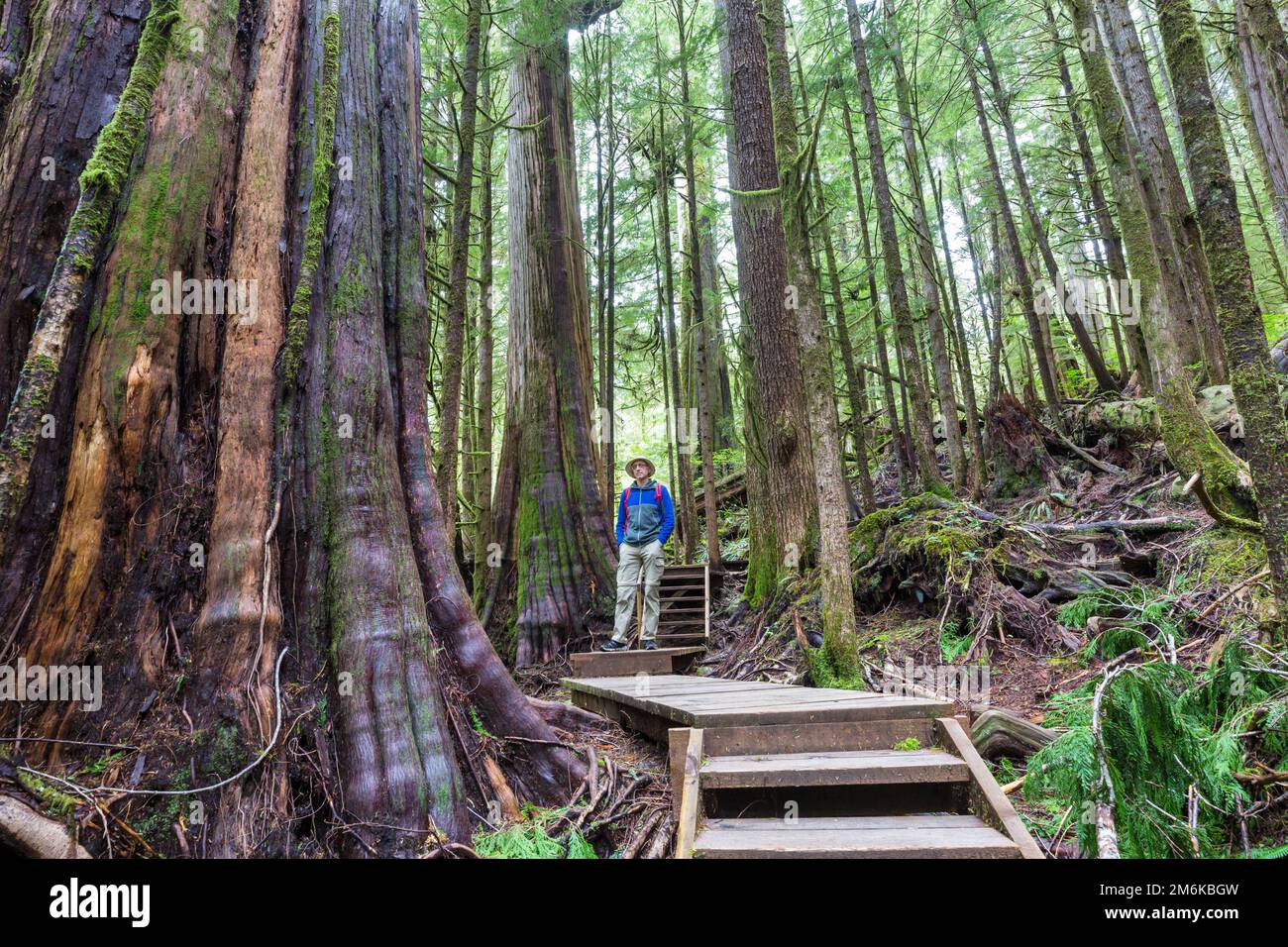 Forest on Vancouver island Stock Photo - Alamy
