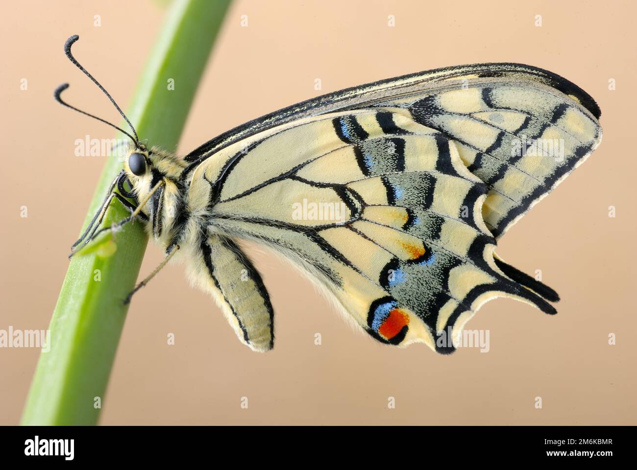 Bright large butterfly swallowtail Stock Photo - Alamy