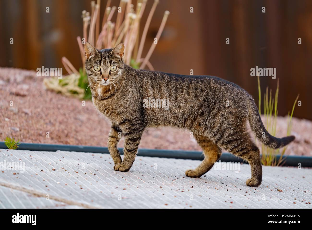 Striped multi-colored cat hunting, attentive look Stock Photo - Alamy