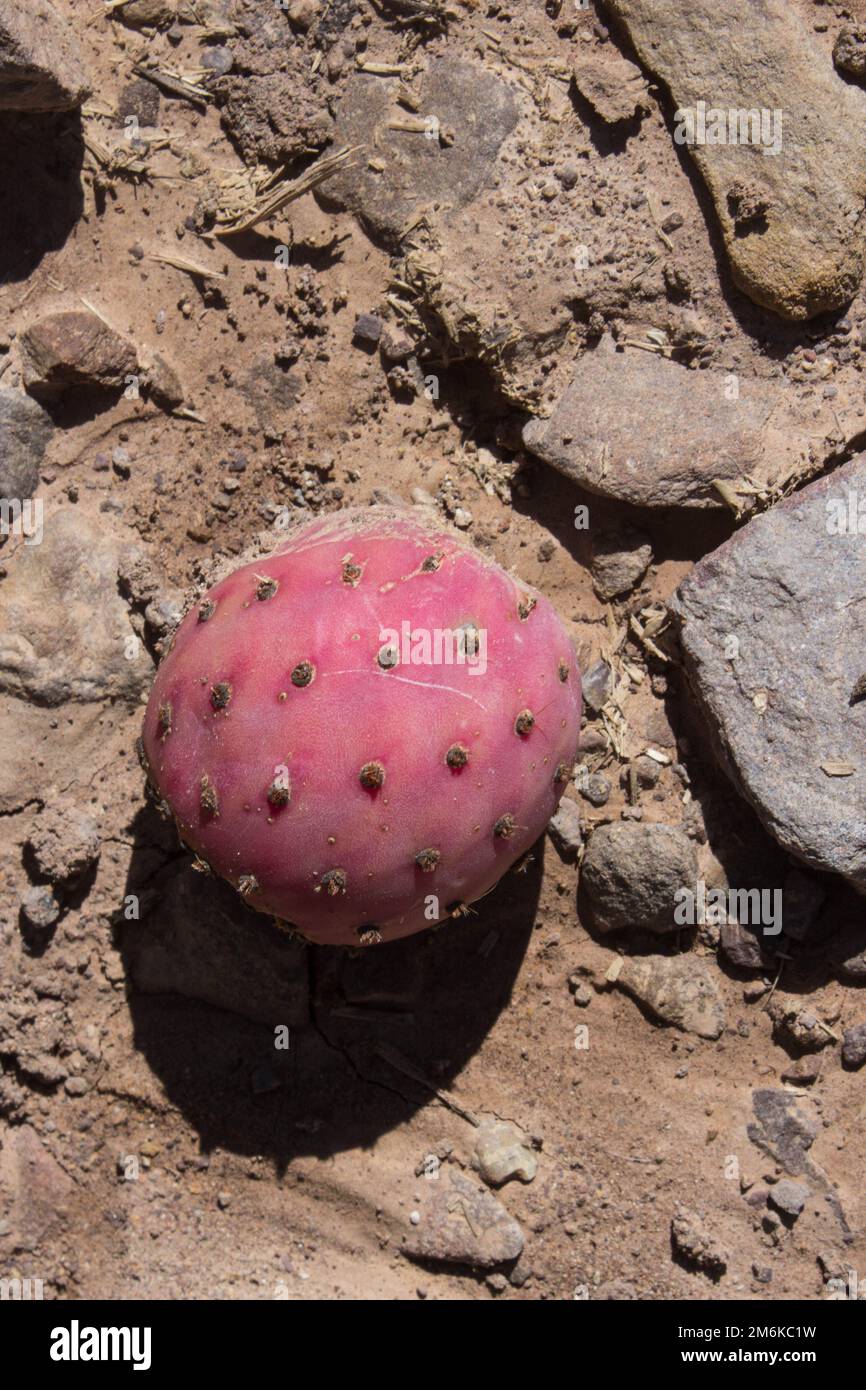 A Barbary fig growing from the dry ground on a hot summer day Stock ...