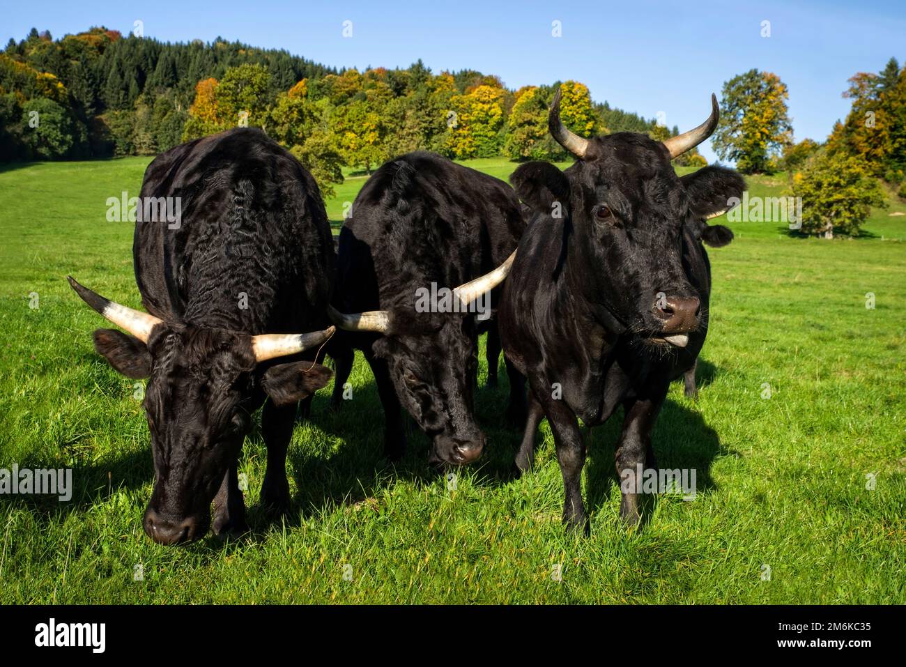 Wagyu cow hi-res stock photography and images - Alamy
