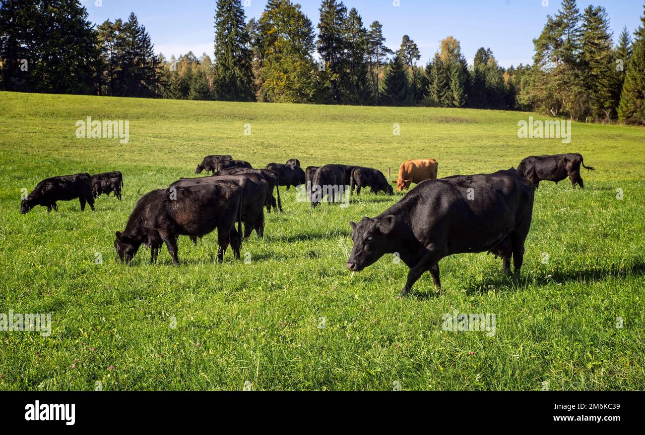 Black angus cow group at morning feeding in lush green gras at the ...