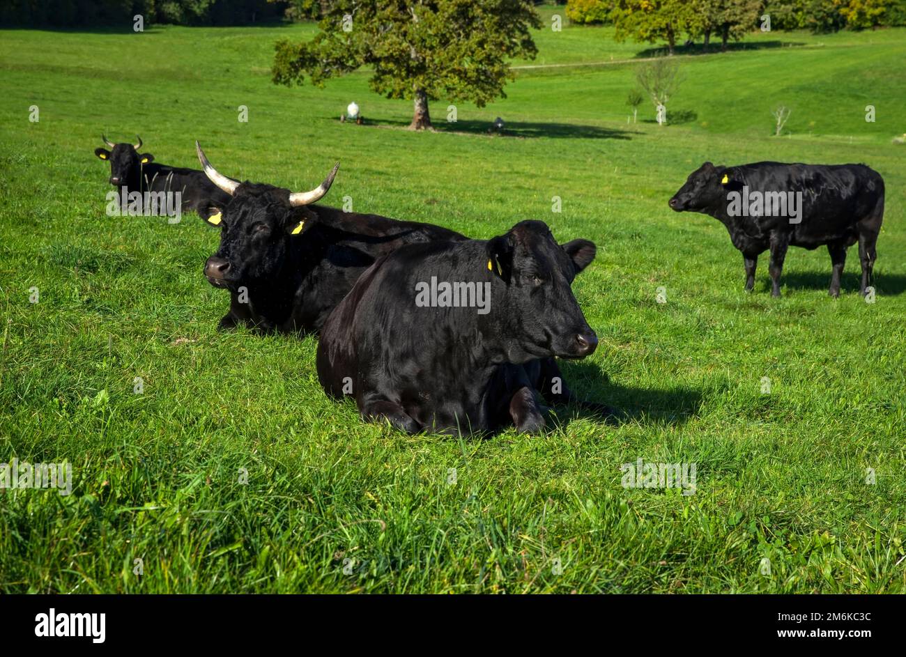 Wagyu cow hi-res stock photography and images - Alamy