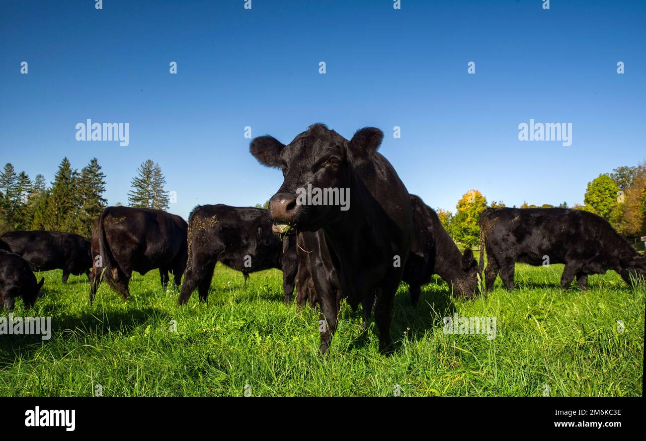 Black angus cow group at morning feeding in lush green gras at the ...