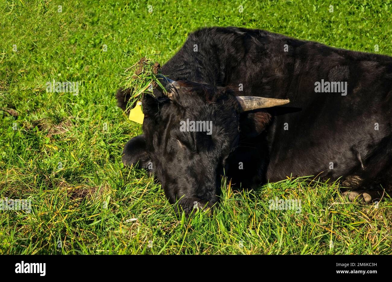Black wagyu bull is relaxing after morning feeding in lush green gras ...