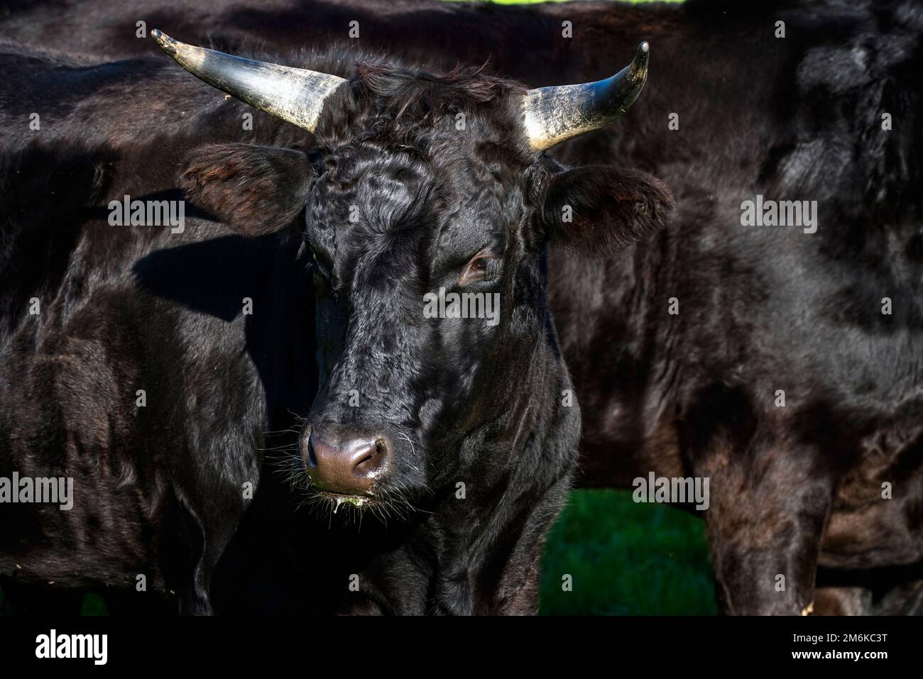 Black wagyu cow group is relaxing after morning feeding in lush green ...