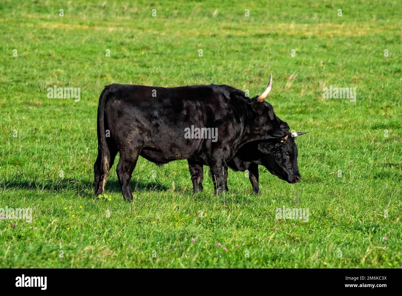 Wagyu beef ranch hi-res stock photography and images - Alamy